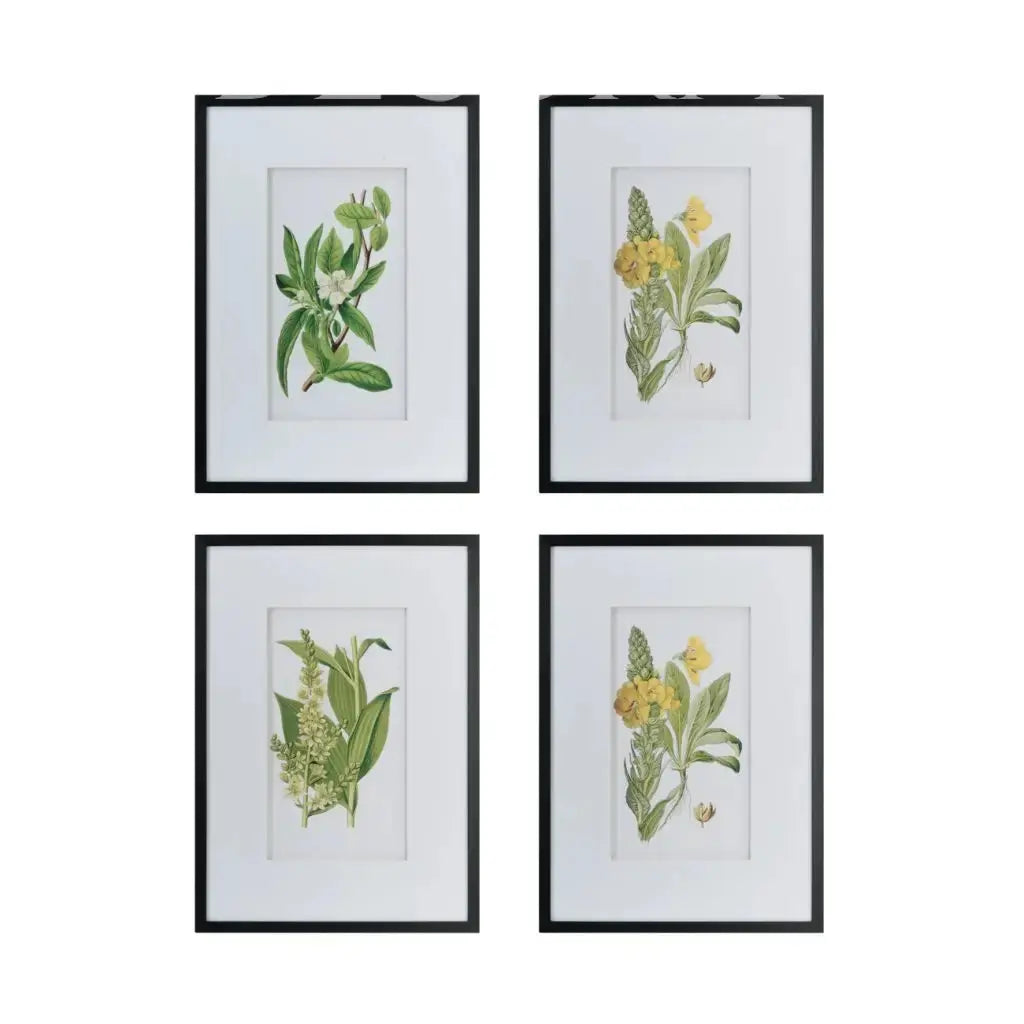 Cuadros decorativos de plantas naturales - Set de 4 - Re Decora